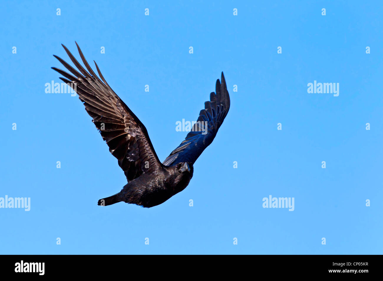 African northern raven hi-res stock photography and images - Alamy