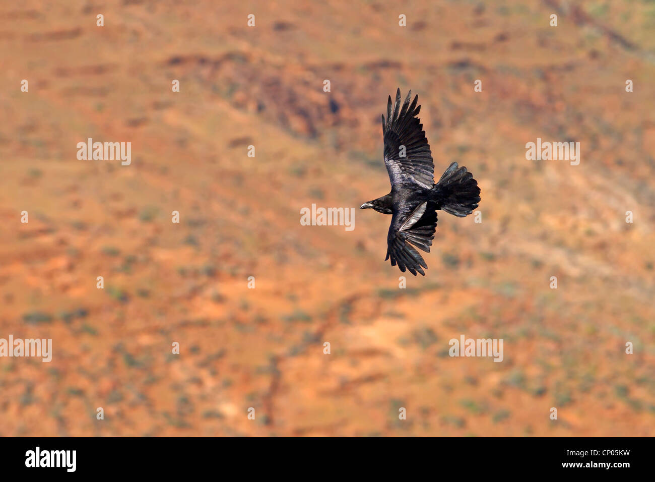 North African raven (Corvus corax tingitanus, Corvus tingitanus ...