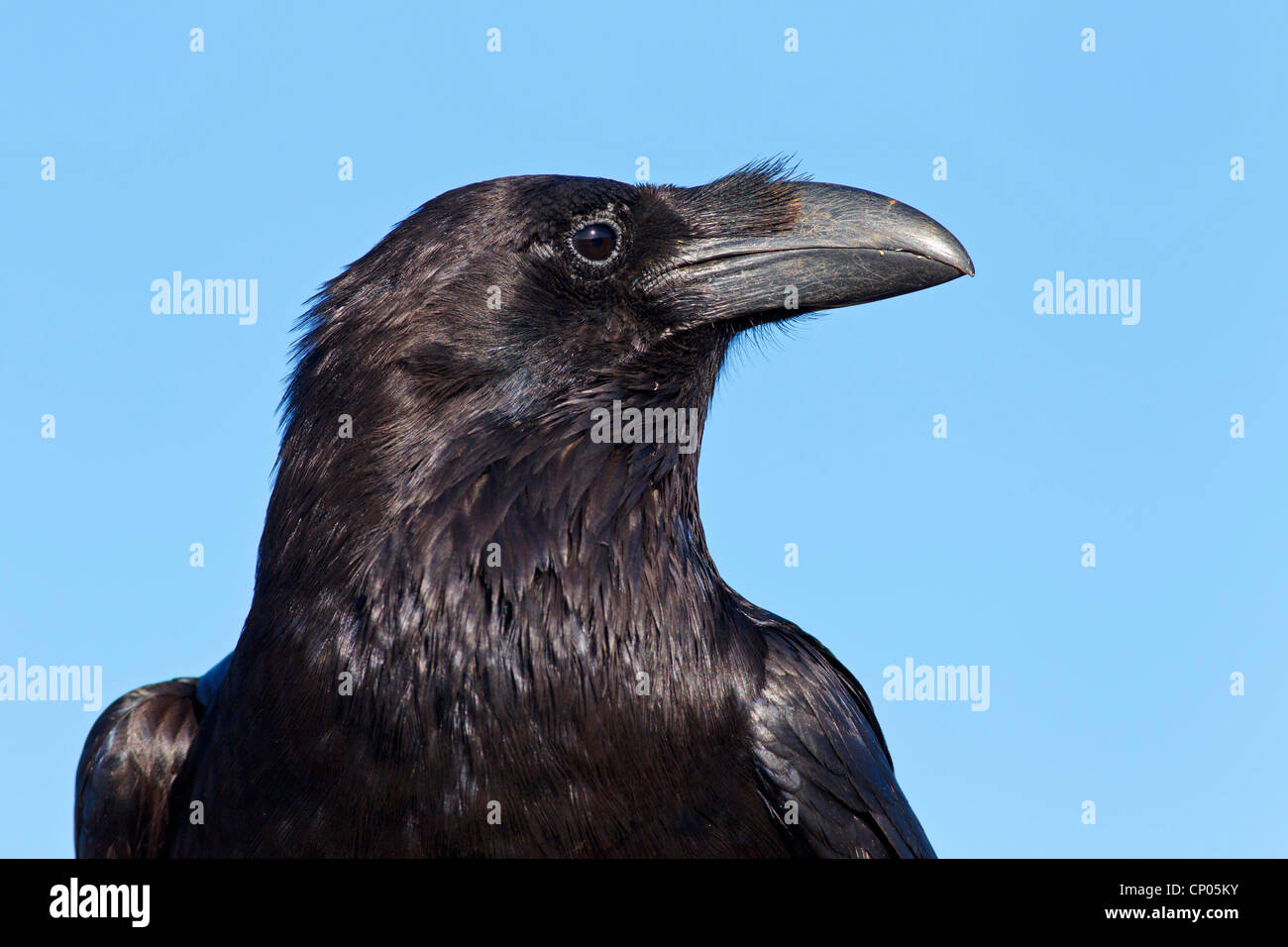 African raven hi-res stock photography and images - Alamy