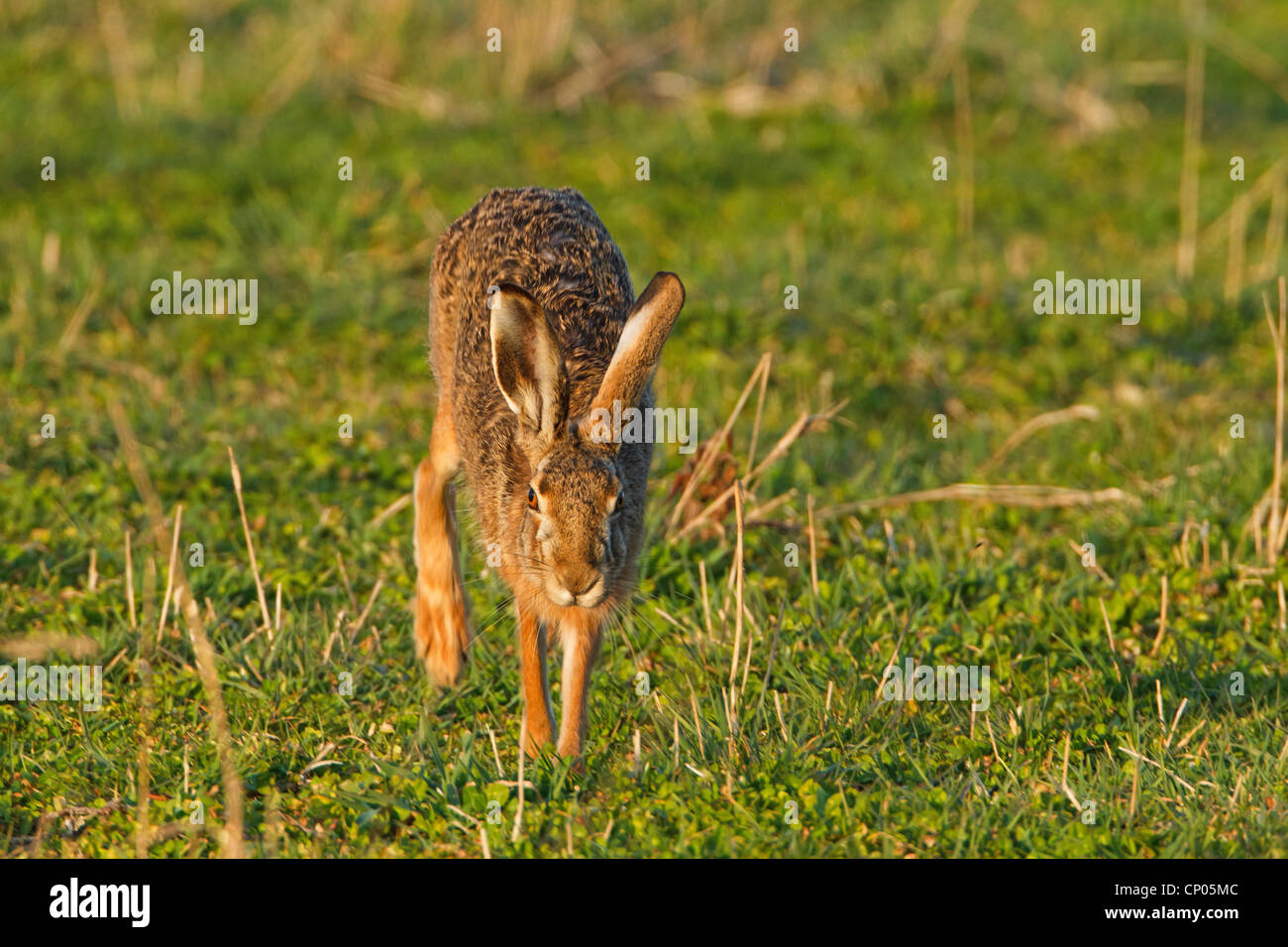 European hare (Lepus europaeus), jumping in a meadow, Germany ...