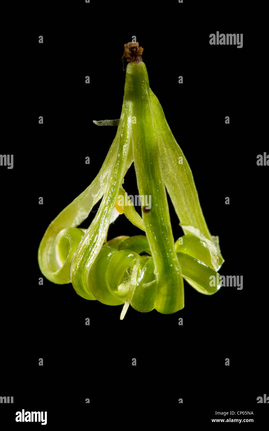 small balsam (Impatiens parviflora), fruit with catapult mechanism ...