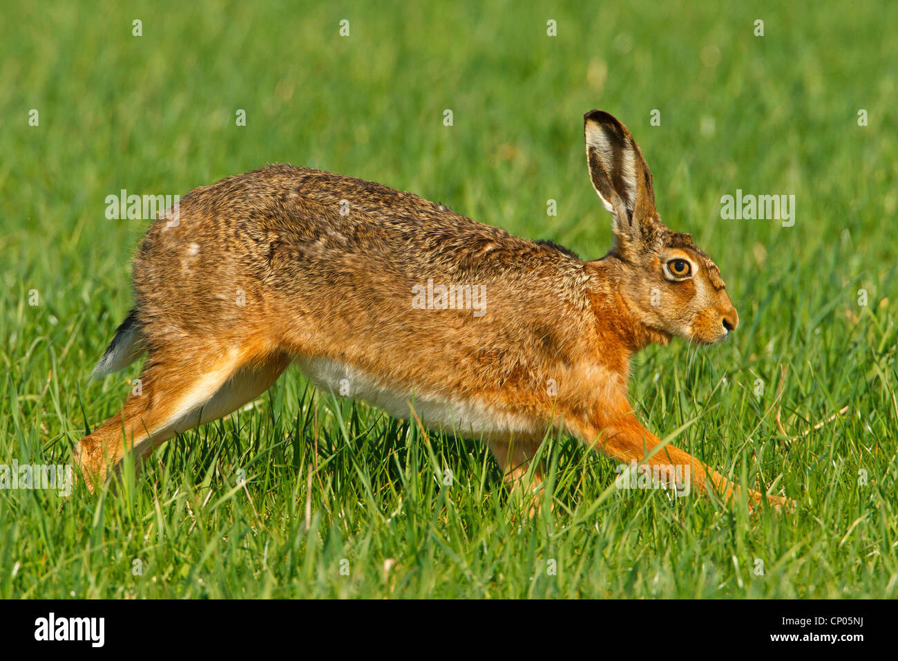 Hare jumps hi-res stock photography and images - Alamy