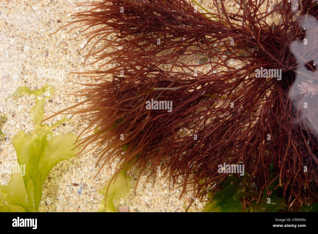 Red seaweed (Cystoclonium purpureum) in a rockpool, UK Stock Photo - Alamy