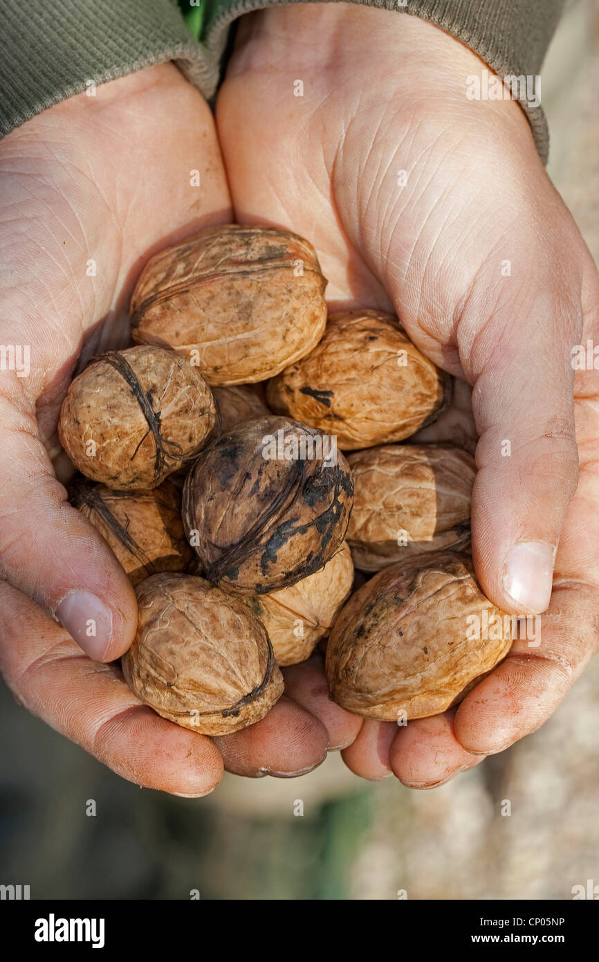 Walnut juglans regia hi-res stock photography and images - Alamy