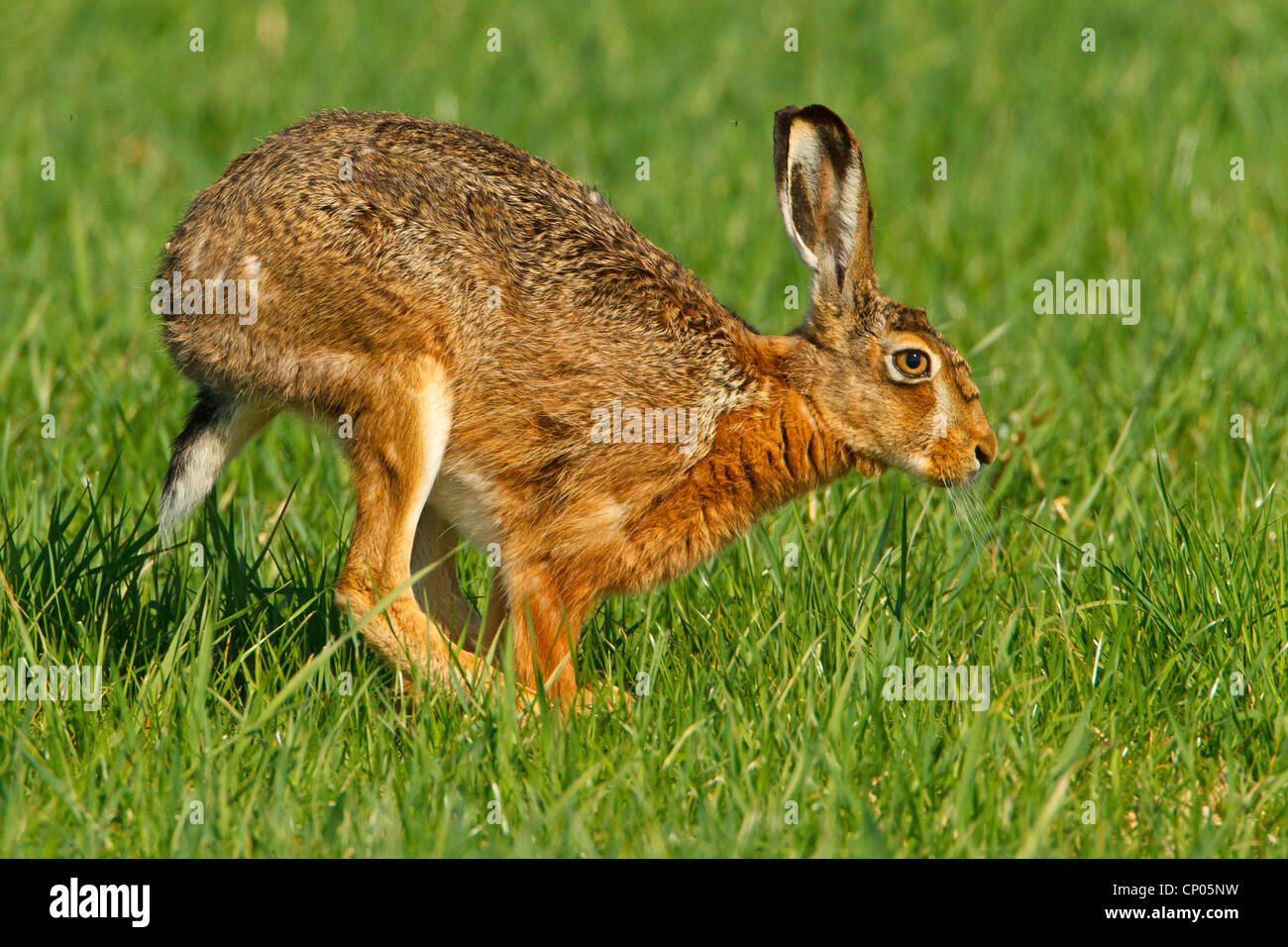 Milquetoast hi-res stock photography and images - Alamy