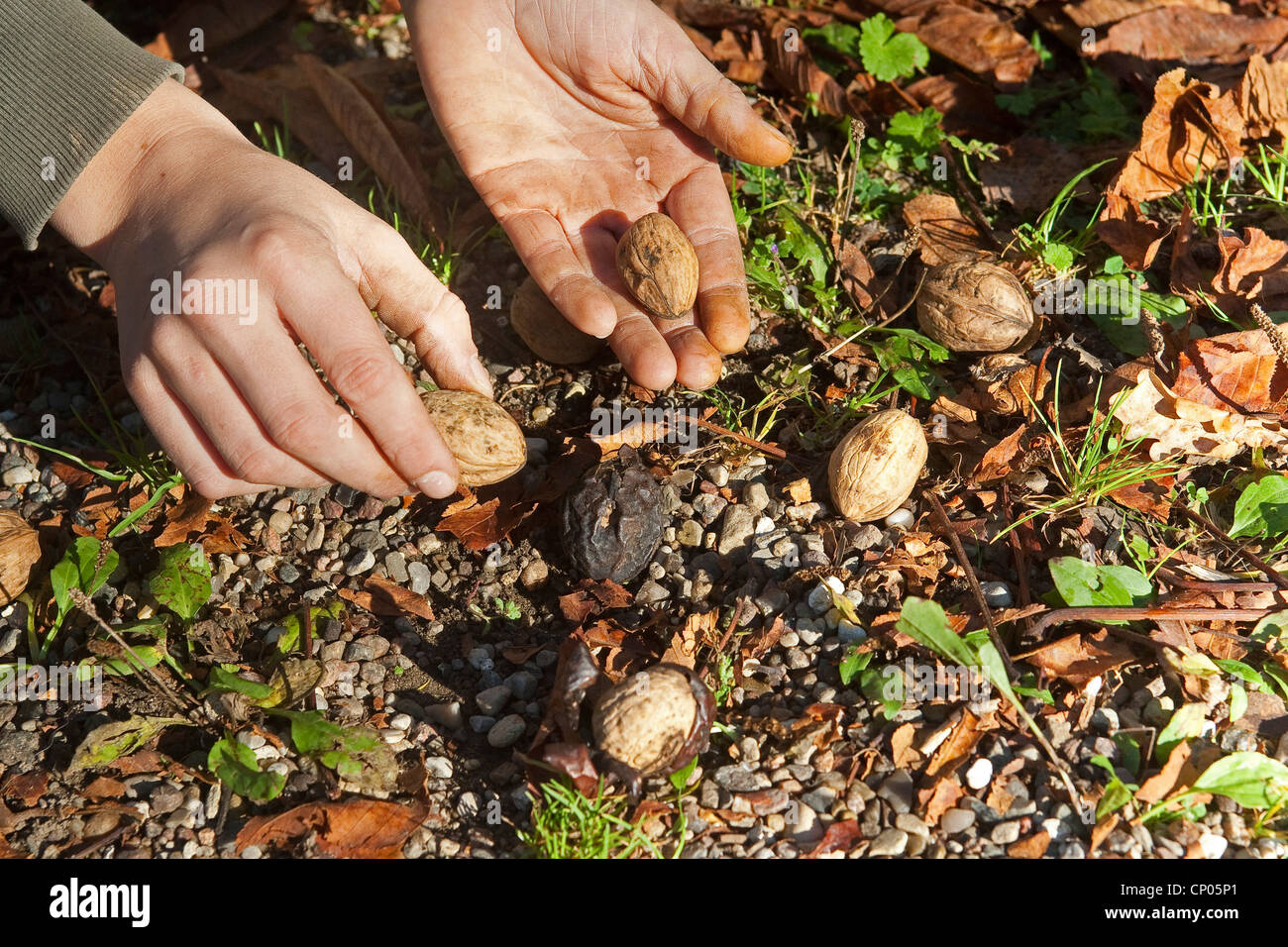 Child collecting walnuts hi-res stock photography and images - Alamy