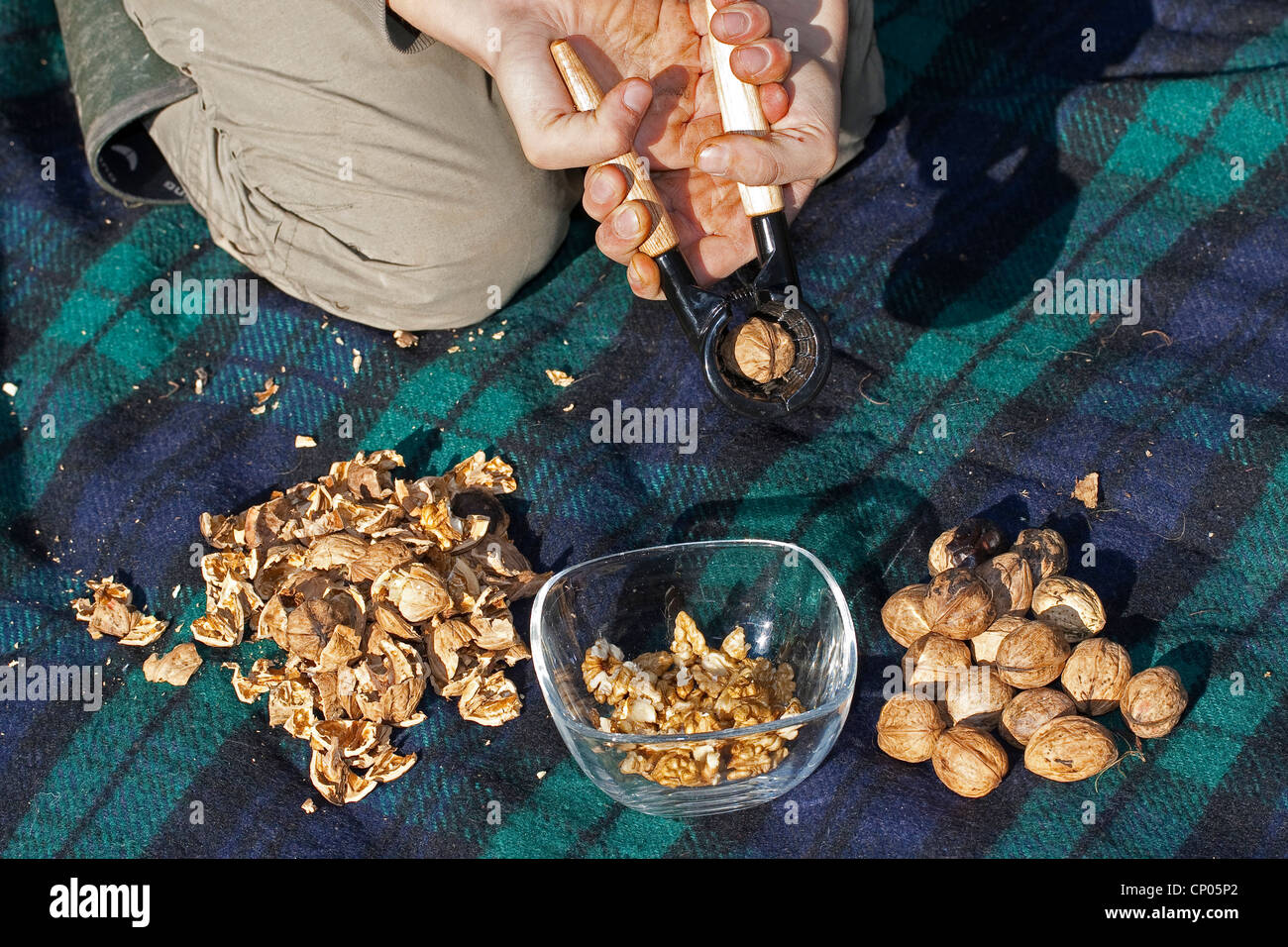 walnut (Juglans regia), child kneeing on a blanket cracking walnuts ...