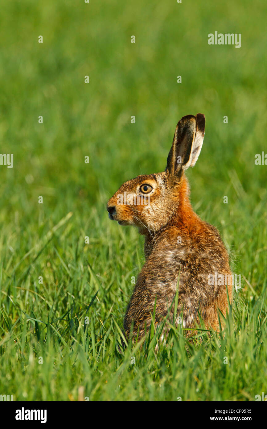European hare (Lepus europaeus), sitting in a meadow, Germany ...