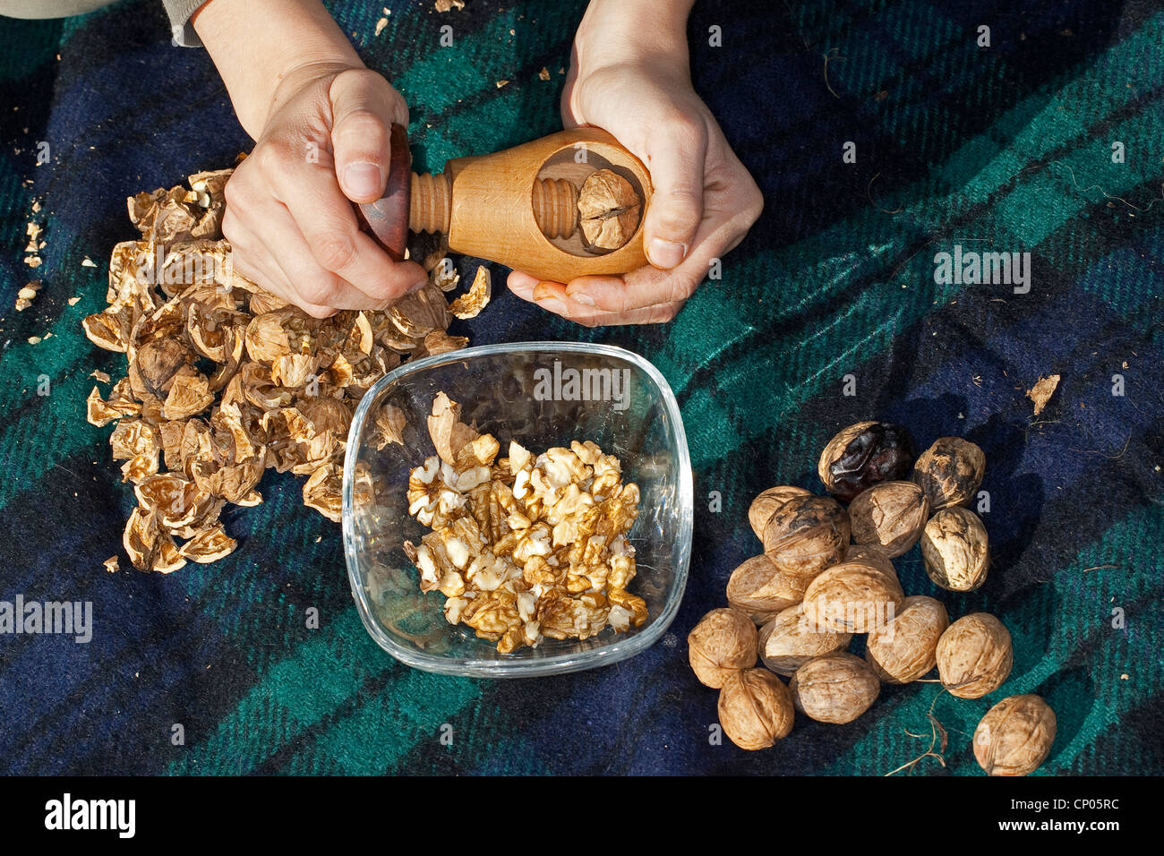 walnut (Juglans regia), child kneeing on a blanket cracking walnuts ...