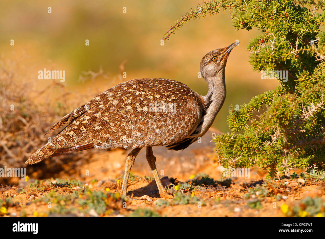 houbara bustard (Chlamydotis undulata fuerteventurae), side view ...