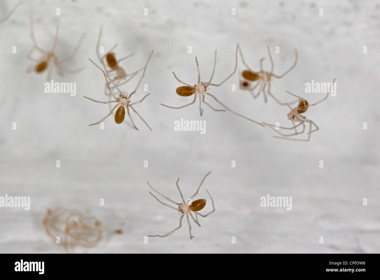 Cobwebs indoors hi-res stock photography and images - Alamy