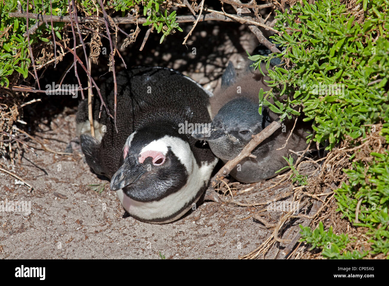 African penguin nest hi-res stock photography and images - Alamy