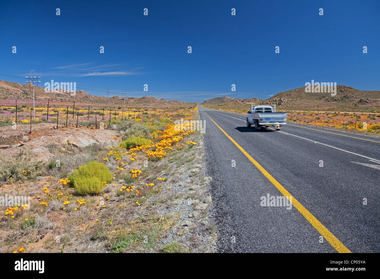 wild flowers roadsides, South Africa, Springbok Stock Photo - Alamy