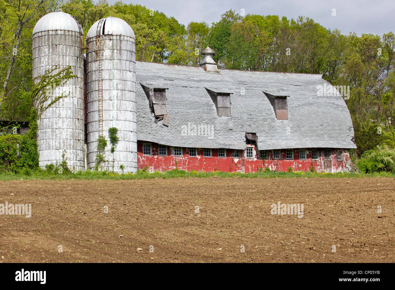 Red wood trees detail hi-res stock photography and images - Alamy