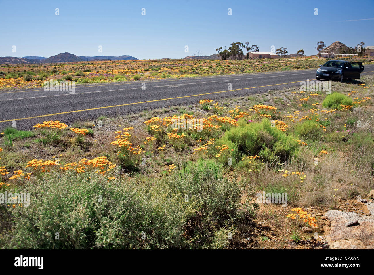 wild flowers roadsides, South Africa, Springbok Stock Photo - Alamy