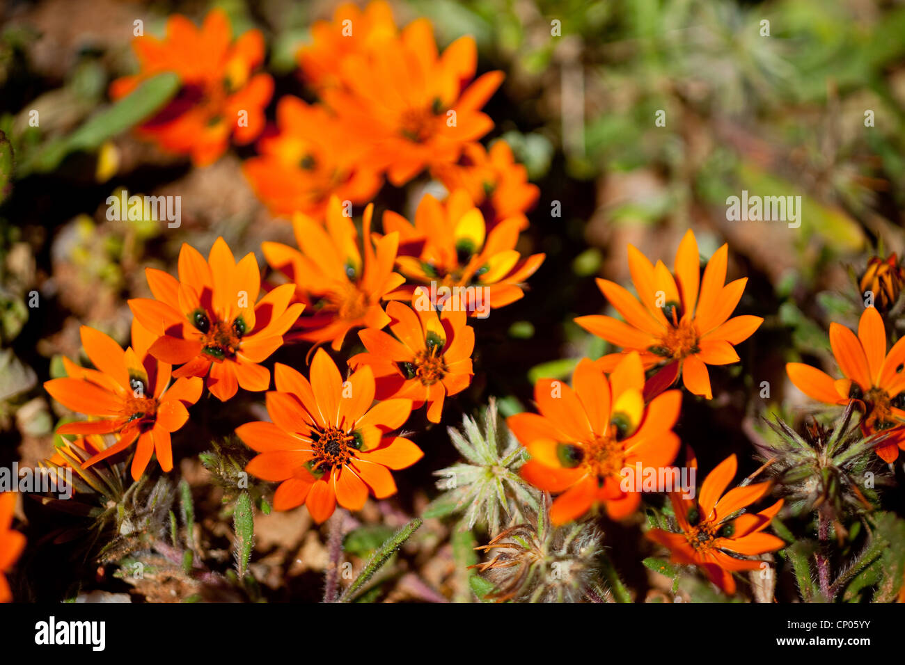 Gorteria (Gorteria diffusa ), blooming, South Africa, Northern Cape ...