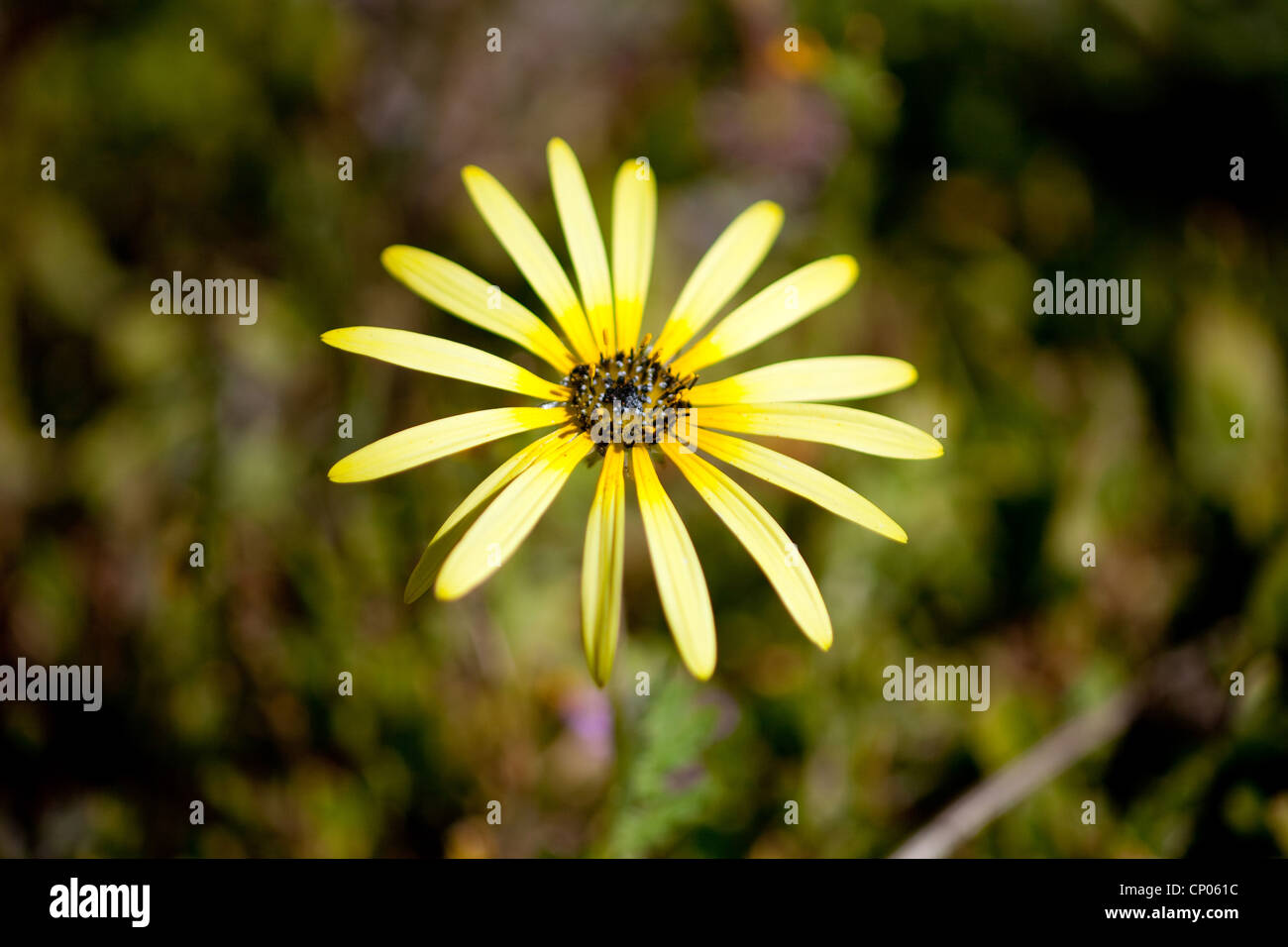 South African Dandelion Cape Weed High Resolution Stock Photography and ...