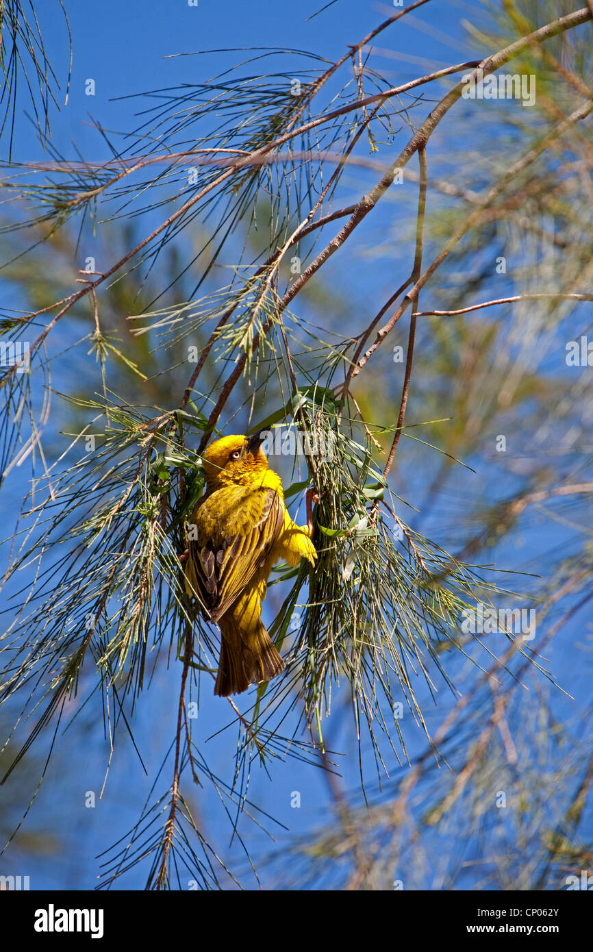 yellow weaver bird building a nest, South Africa, Western Cape ...