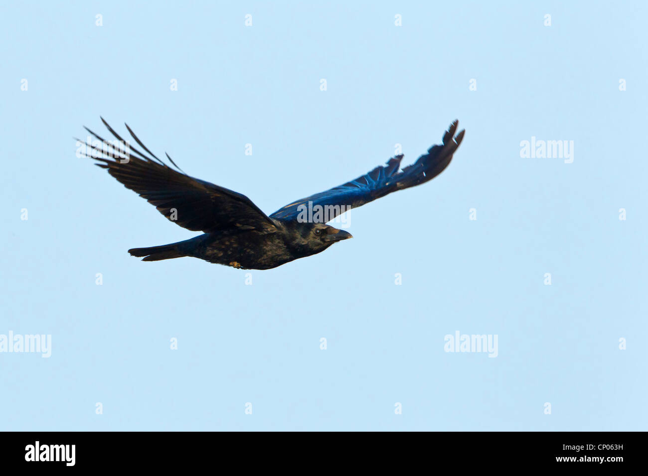 Black crow flying hi-res stock photography and images - Alamy