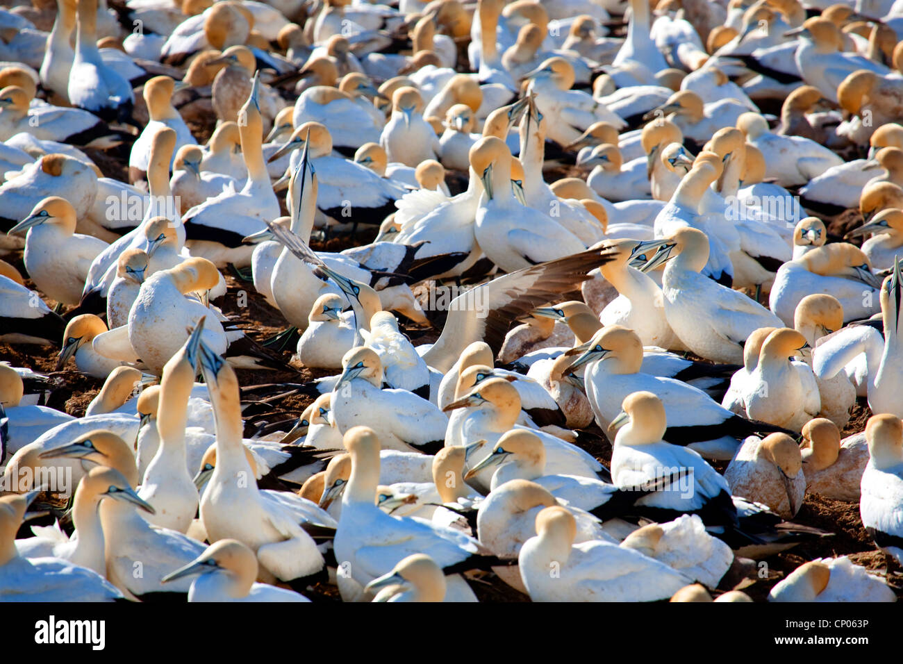 Cape gannet (Morus capensis), colony, South Africa, Western Cape, bird ...