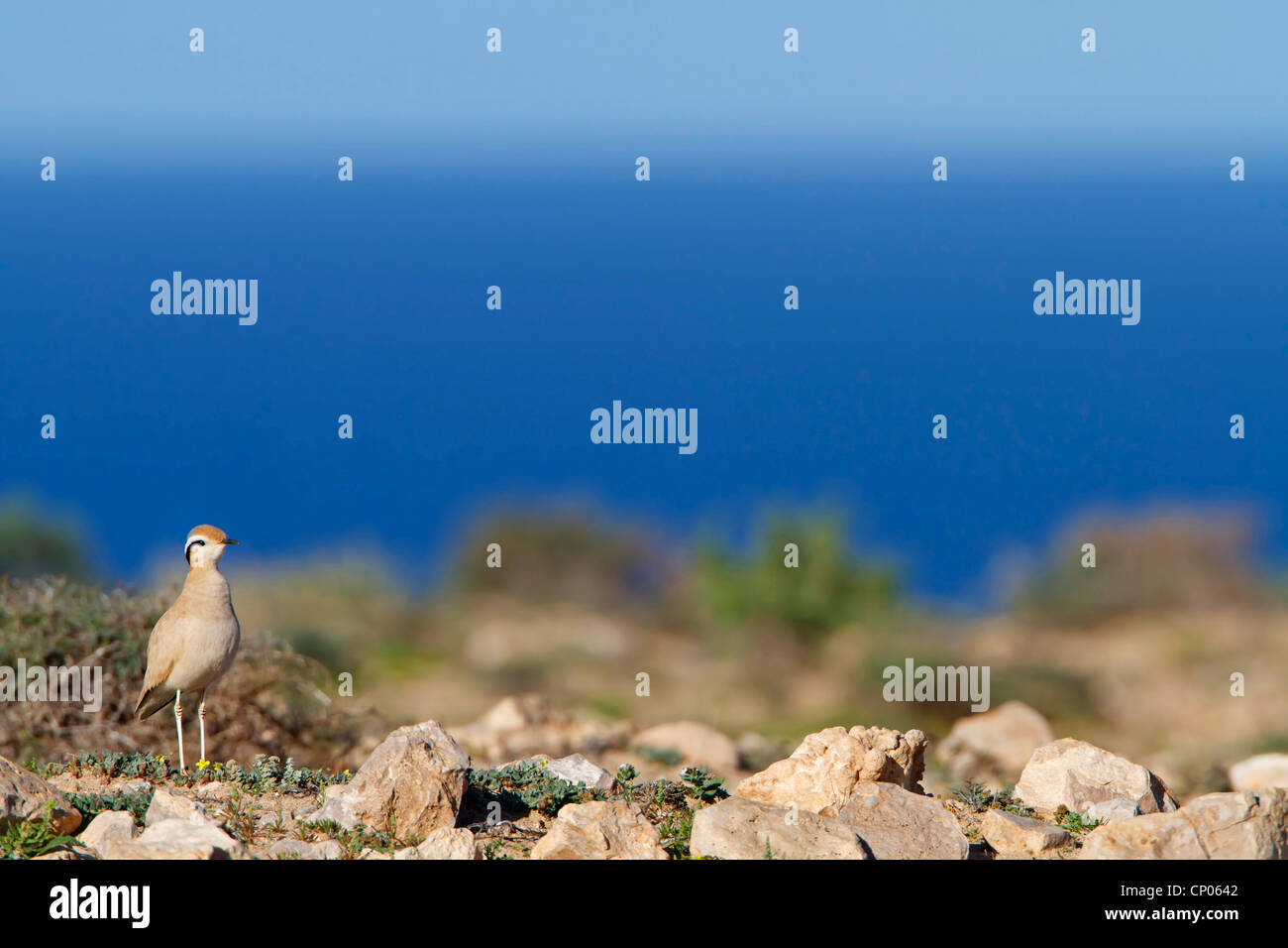 cream-coloured courser (Cursorius cursor), on the ground, Canary ...