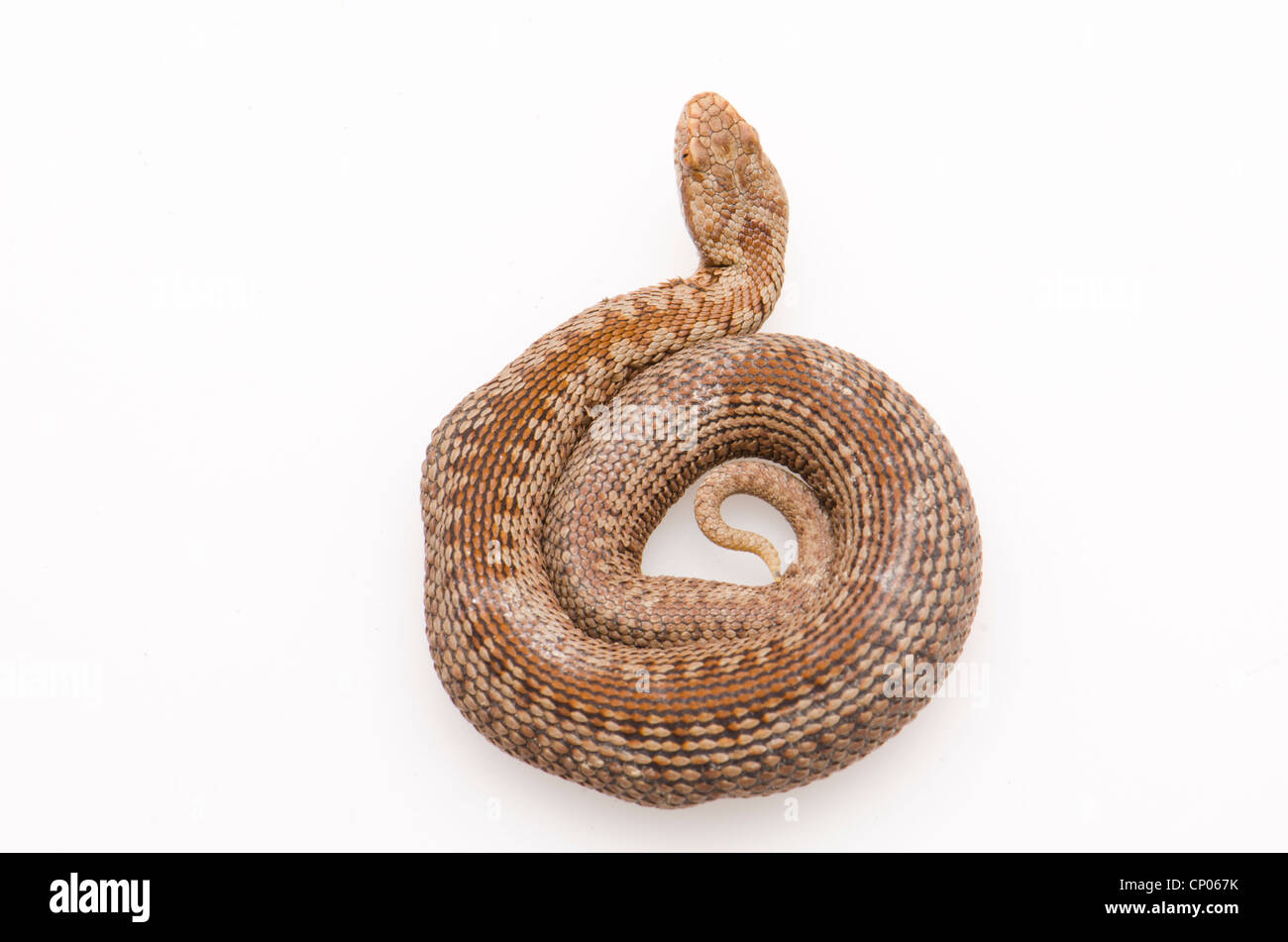 Female adder on white Stock Photo - Alamy