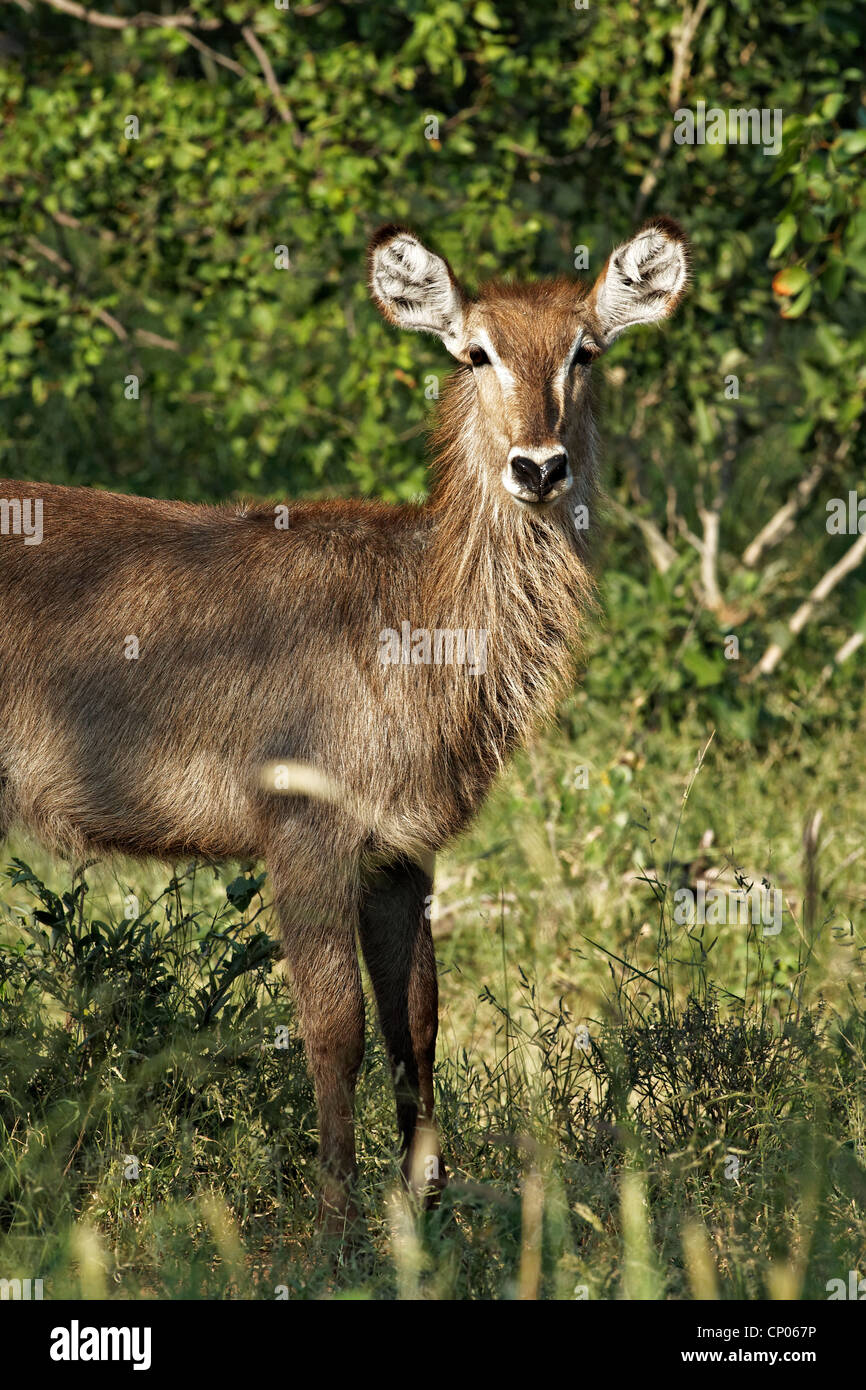 Portrait of Common Female Waterbuck ( Kobus ellipsiprymnus ) , Kruger ...