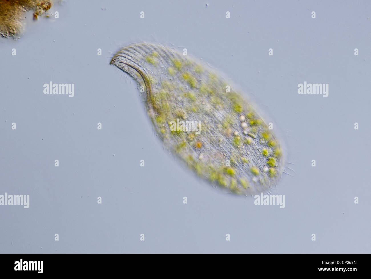 Loxodes rostrum loxodes rostrum hi-res stock photography and images - Alamy