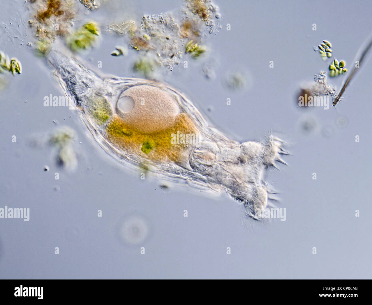 Philodina hi-res stock photography and images - Alamy