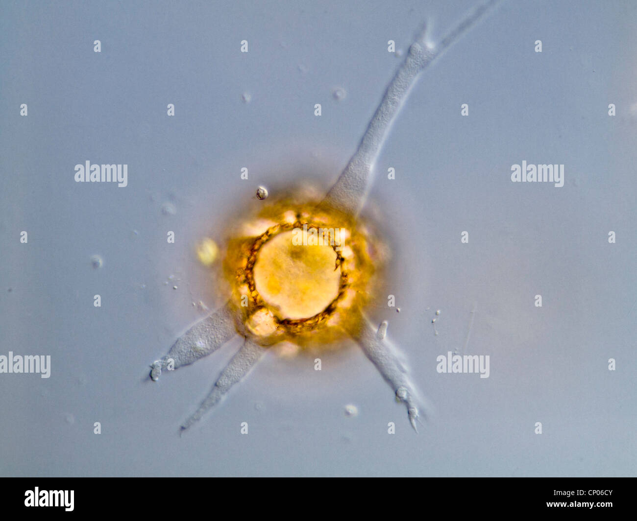 Difflugia difflugia spec hi-res stock photography and images - Alamy