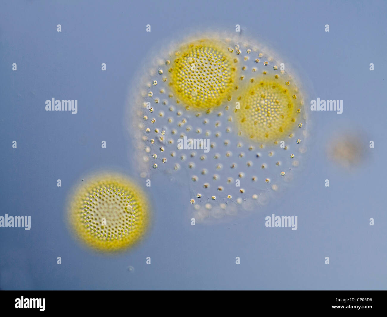 Volvox aureus (Volvox aureus), spherical mature colony with daughter ...