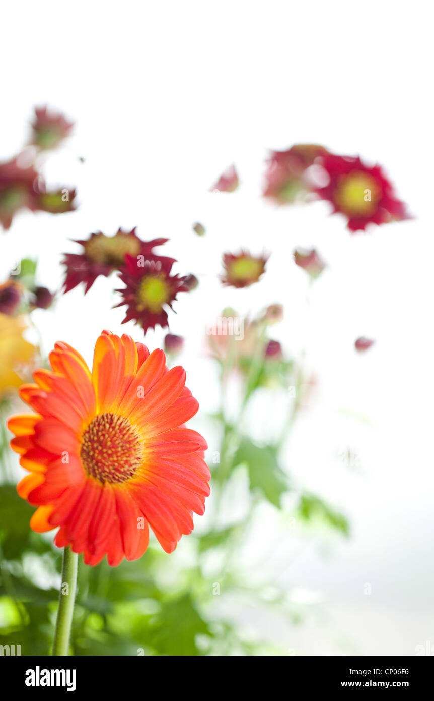 Flower field with Gerbera. White background and space for your text ...