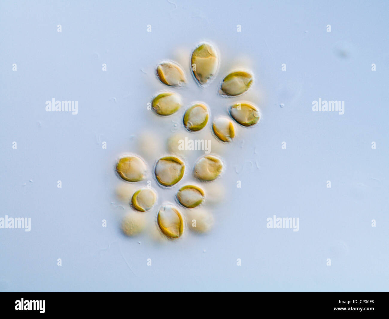 Parts Of Golden Algae