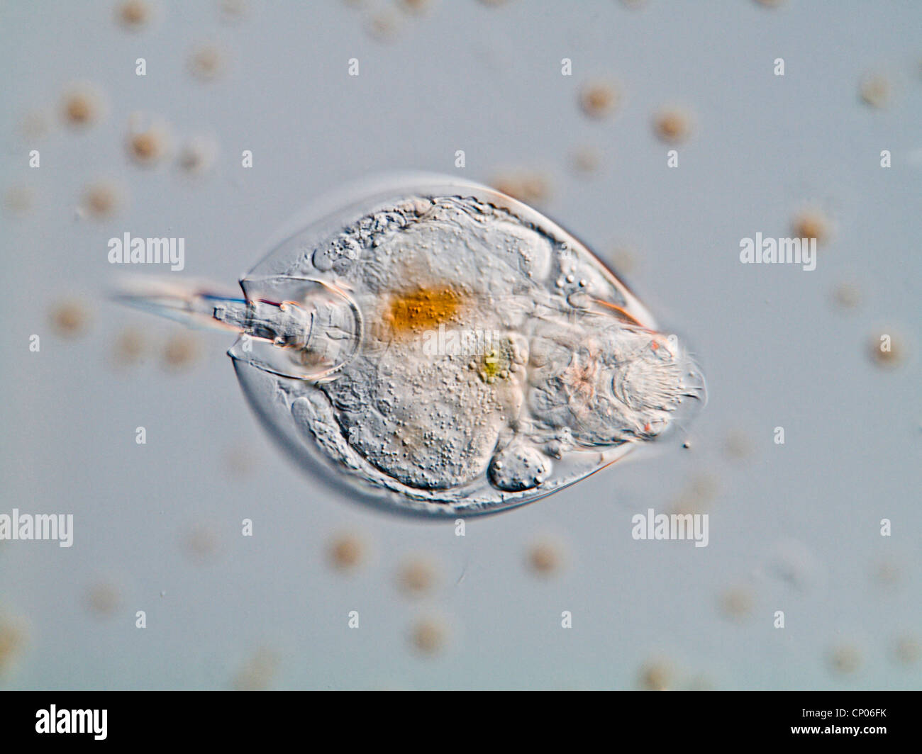 Rotifer lepadella spec hi-res stock photography and images - Alamy