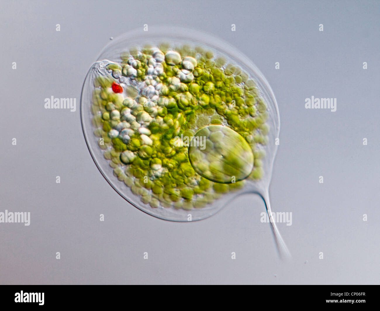 Animal cell hi-res stock photography and images - Alamy