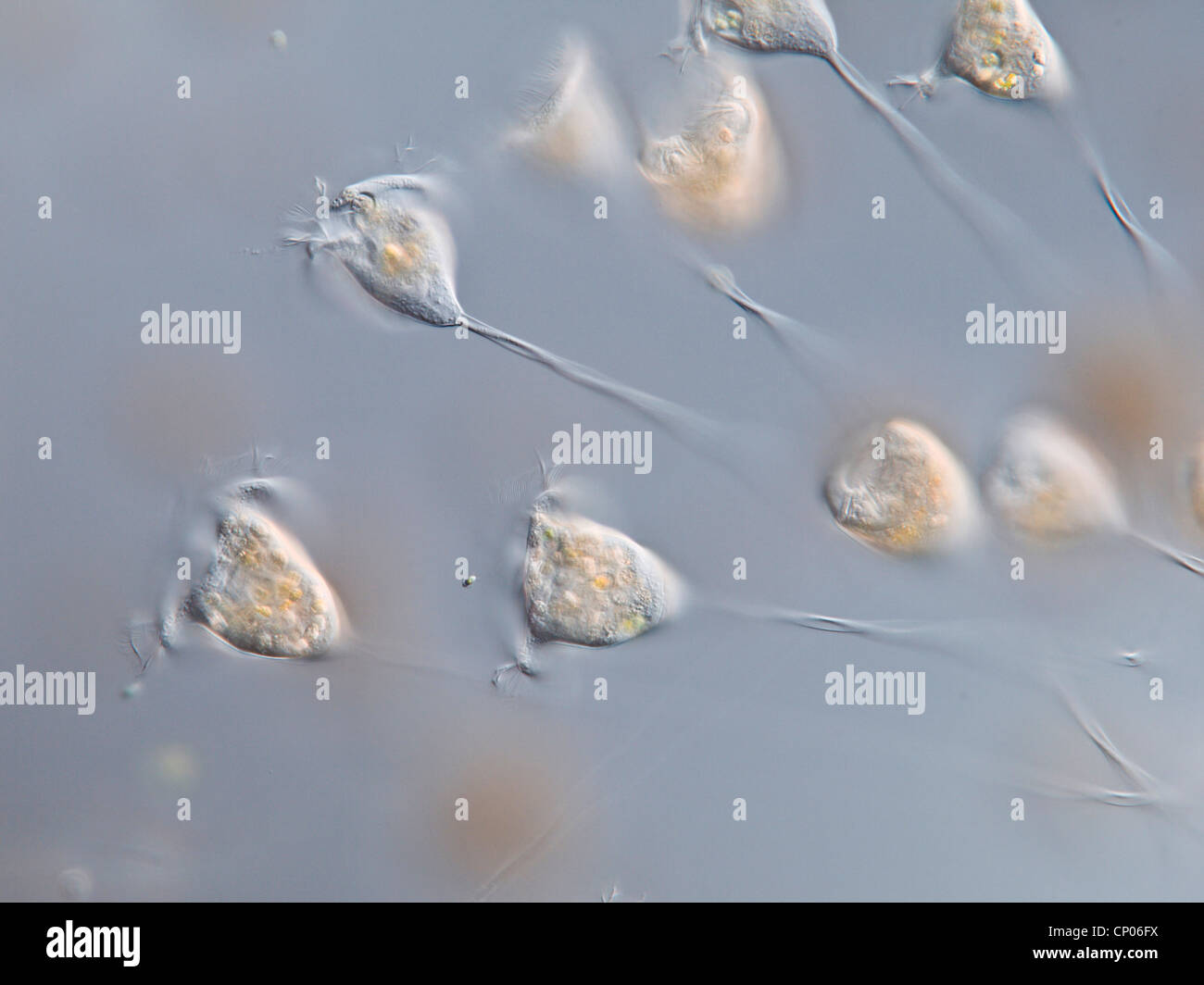 Vorticella hi-res stock photography and images - Alamy