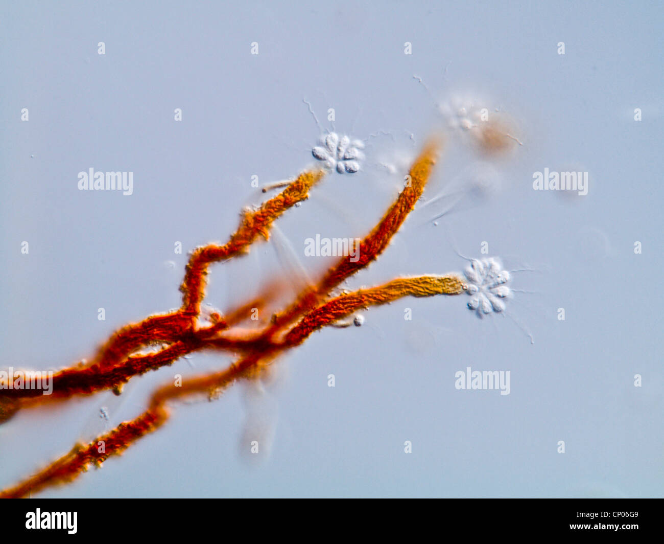 Anthophysa hi-res stock photography and images - Alamy