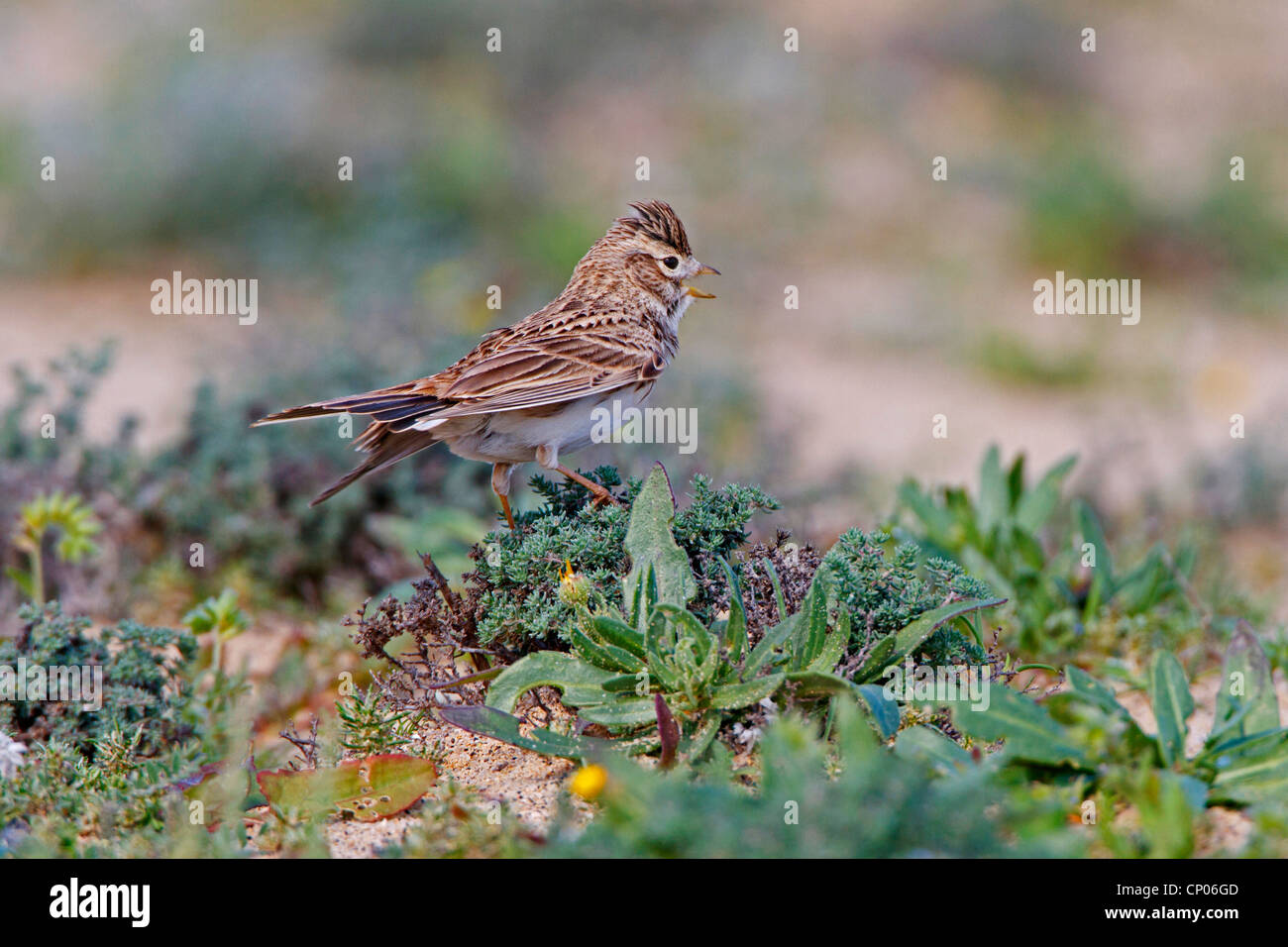 lesser short-toed lark (Calandrella rufescens), sitting on the ground ...