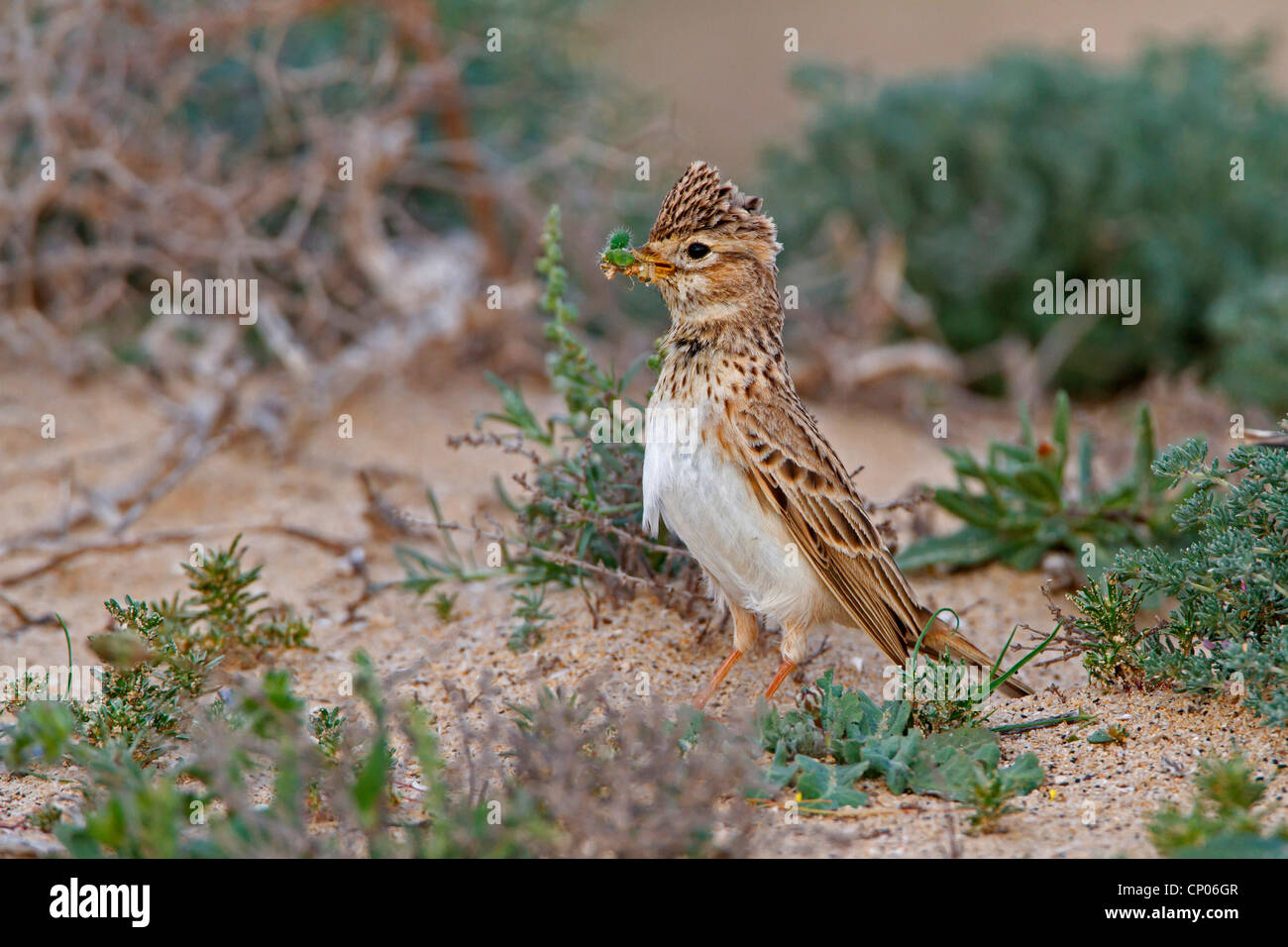 lesser short-toed lark (Calandrella rufescens), sitting on the ground ...