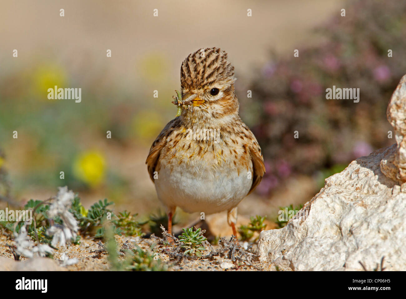 lesser short-toed lark (Calandrella rufescens), sitting on a stone with ...