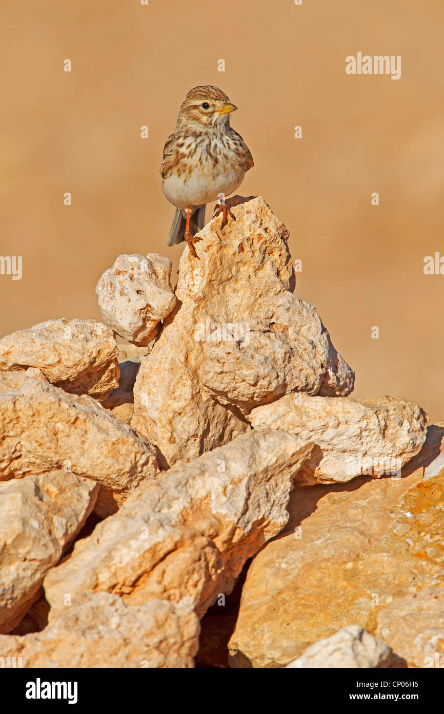lesser short-toed lark (Calandrella rufescens), sitting on stones ...