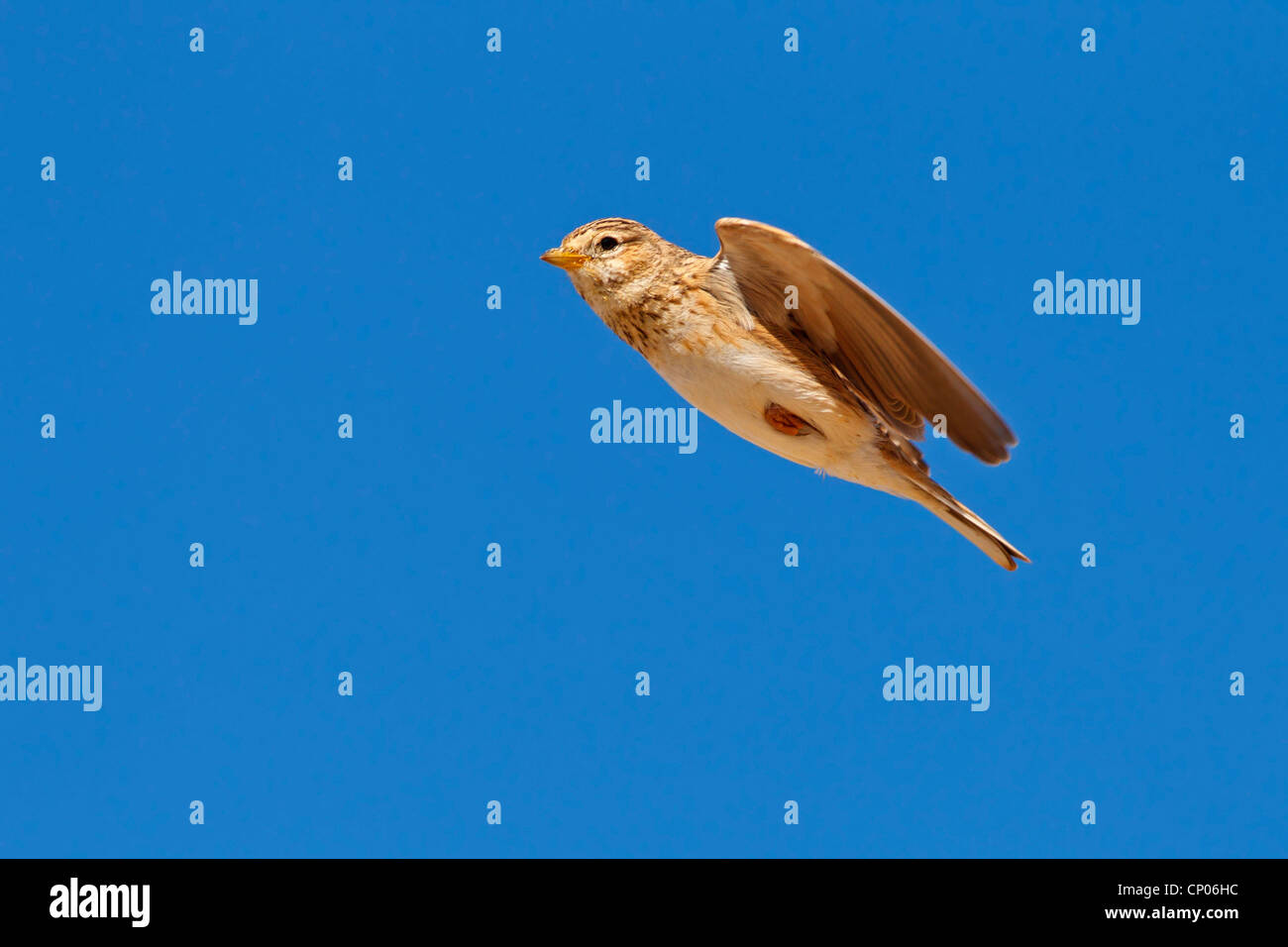 lesser short-toed lark (Calandrella rufescens), flying, Canary Islands ...