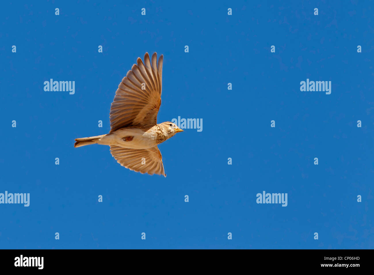 lesser short-toed lark (Calandrella rufescens), flying, Canary Islands ...