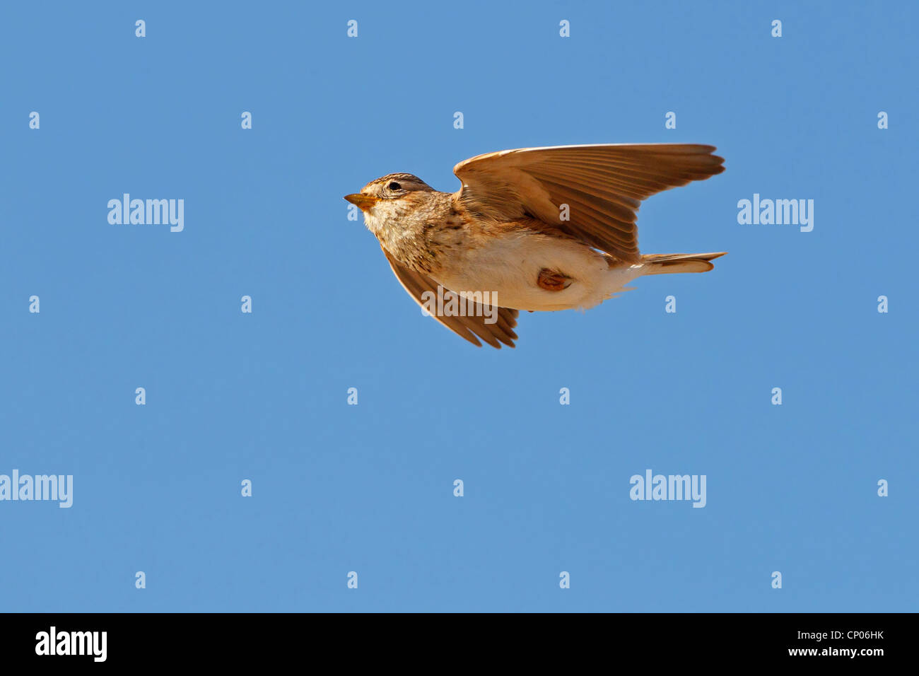 lesser short-toed lark (Calandrella rufescens), flying, Canary Islands ...
