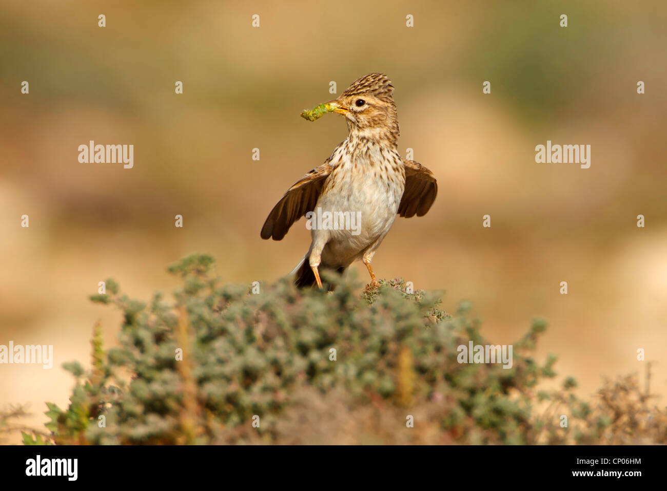lesser short-toed lark (Calandrella rufescens), sitting on the ground ...