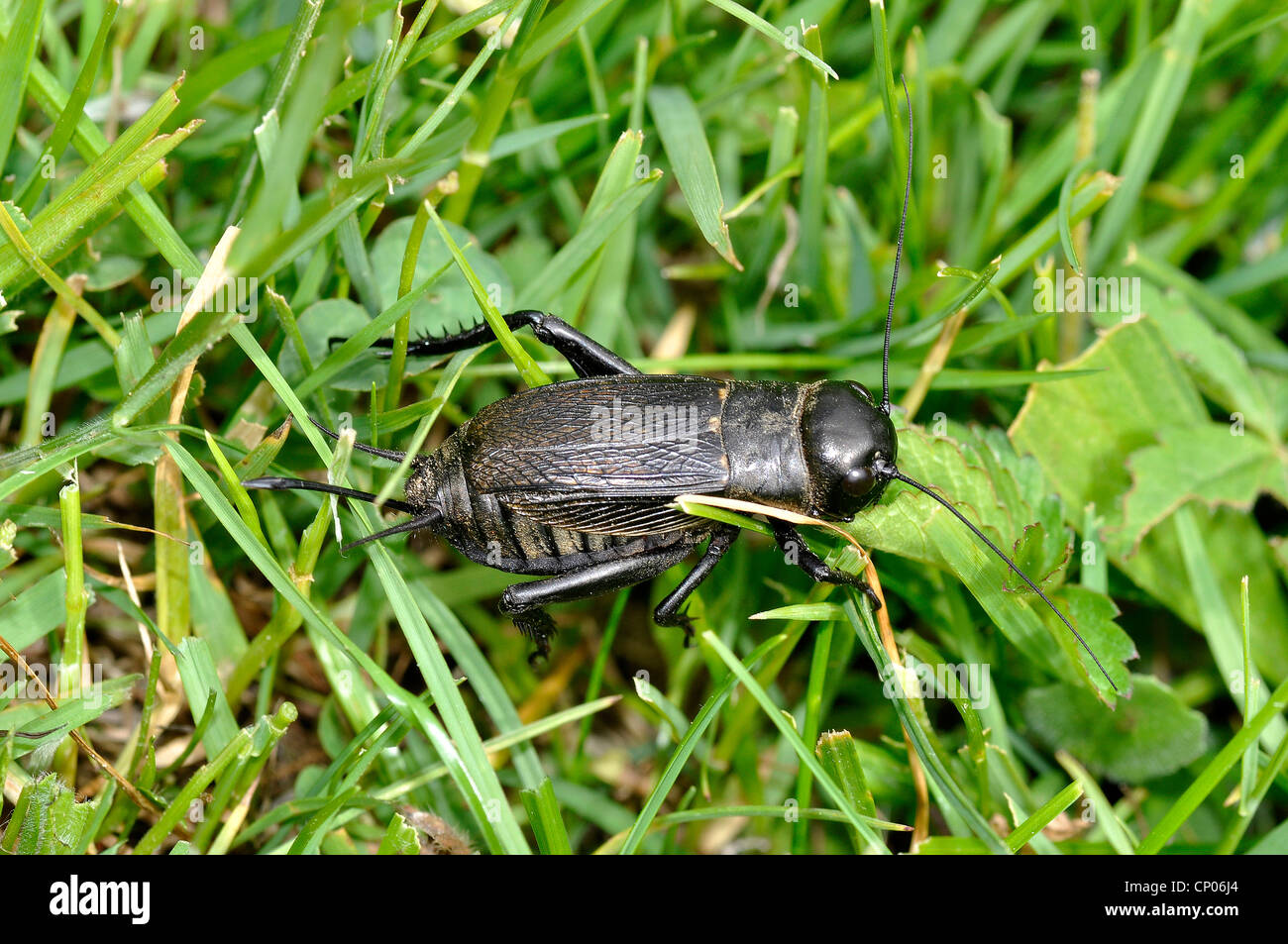 Gryllus Campestris High Resolution Stock Photography and Images - Alamy