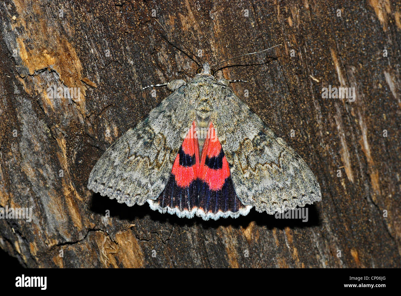 Catocala dilecta (Catocala dilecta), sitting on bark, Greece Stock ...