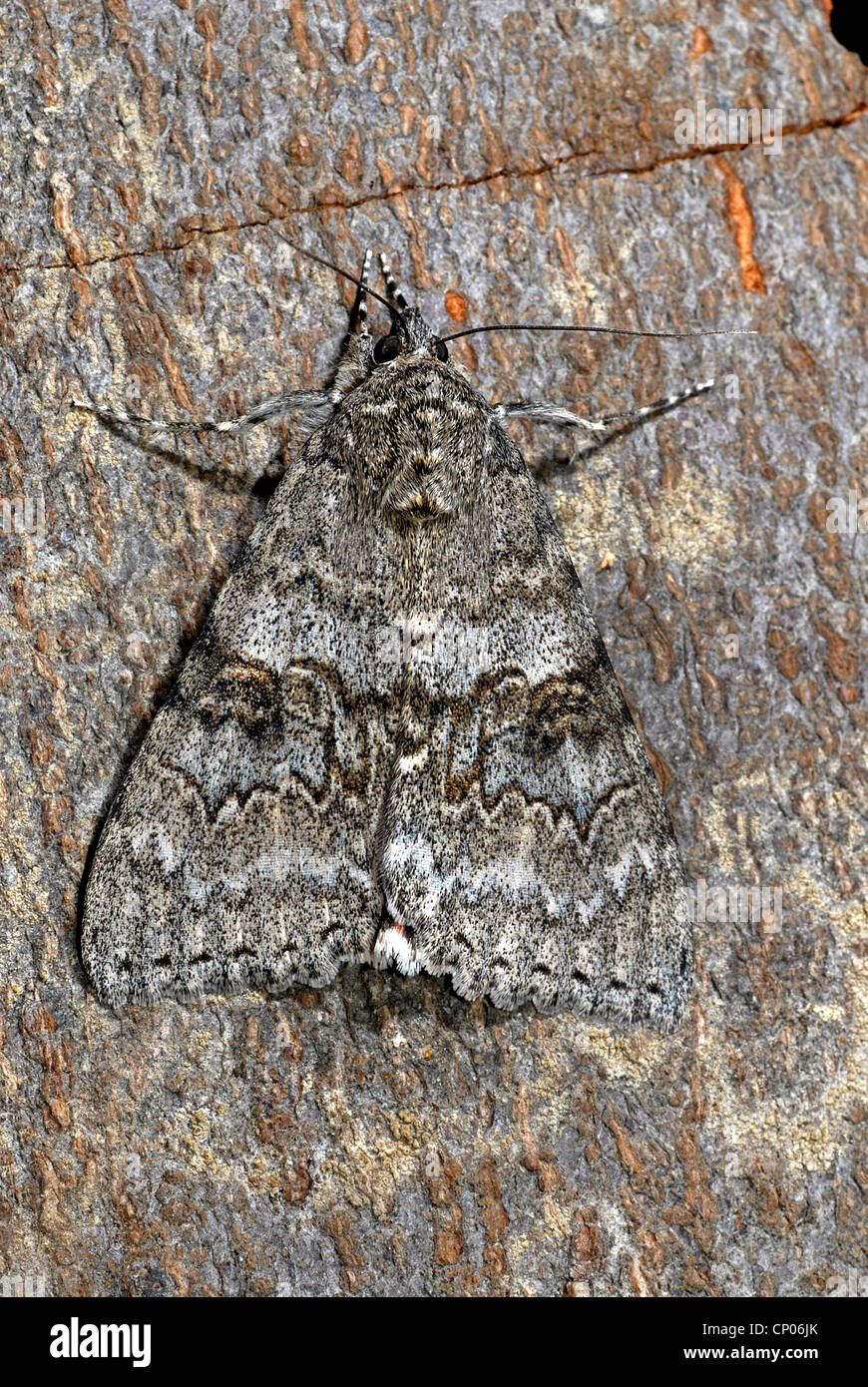 Catocala dilecta (Catocala dilecta), sitting on bark well camouflaged ...