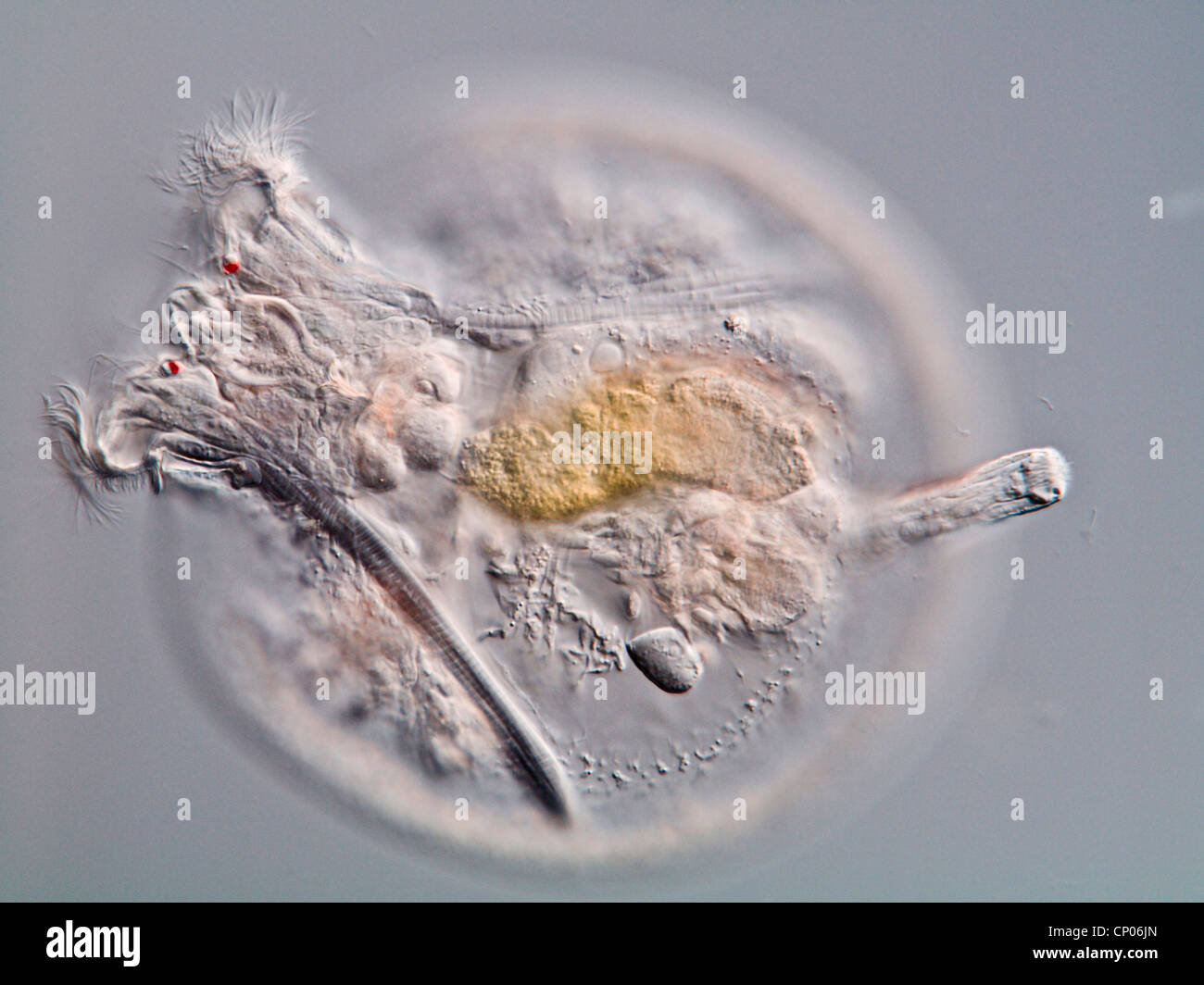 Rotifer testudinella spec hi-res stock photography and images - Alamy