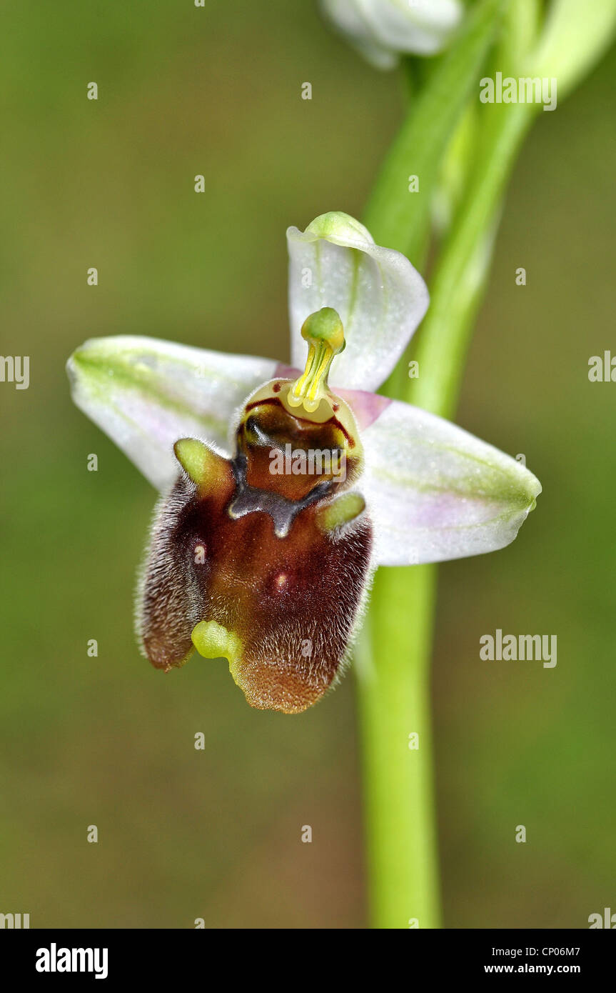 The flower of the levant hi-res stock photography and images - Alamy